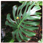 100 Days of Greenery: Peek Behind the Scenes of a growing Quilt – The ...